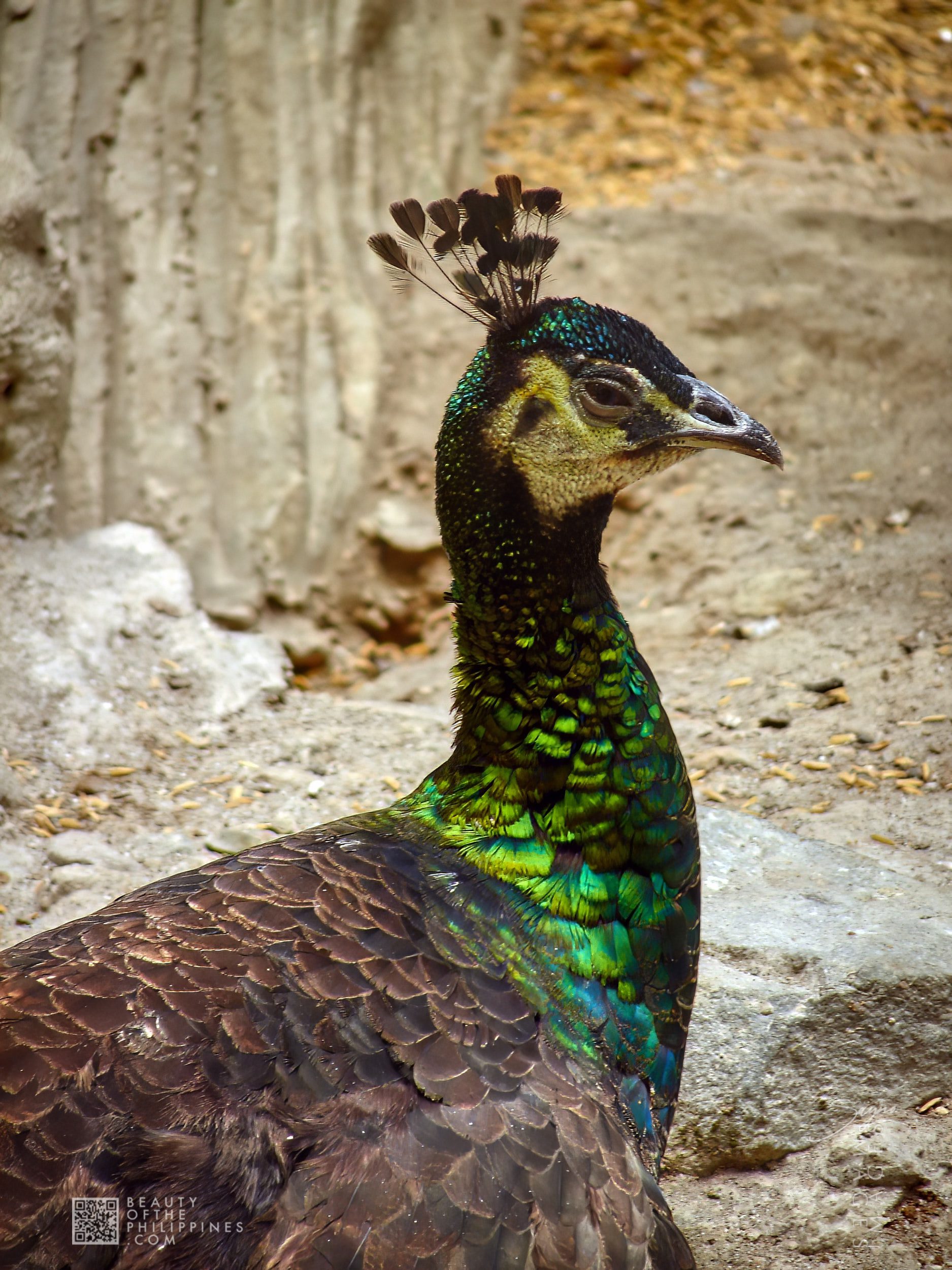 Avilon Zoo: A Wildlife Oasis in Rodriguez, Rizal | The Beauty of the ...