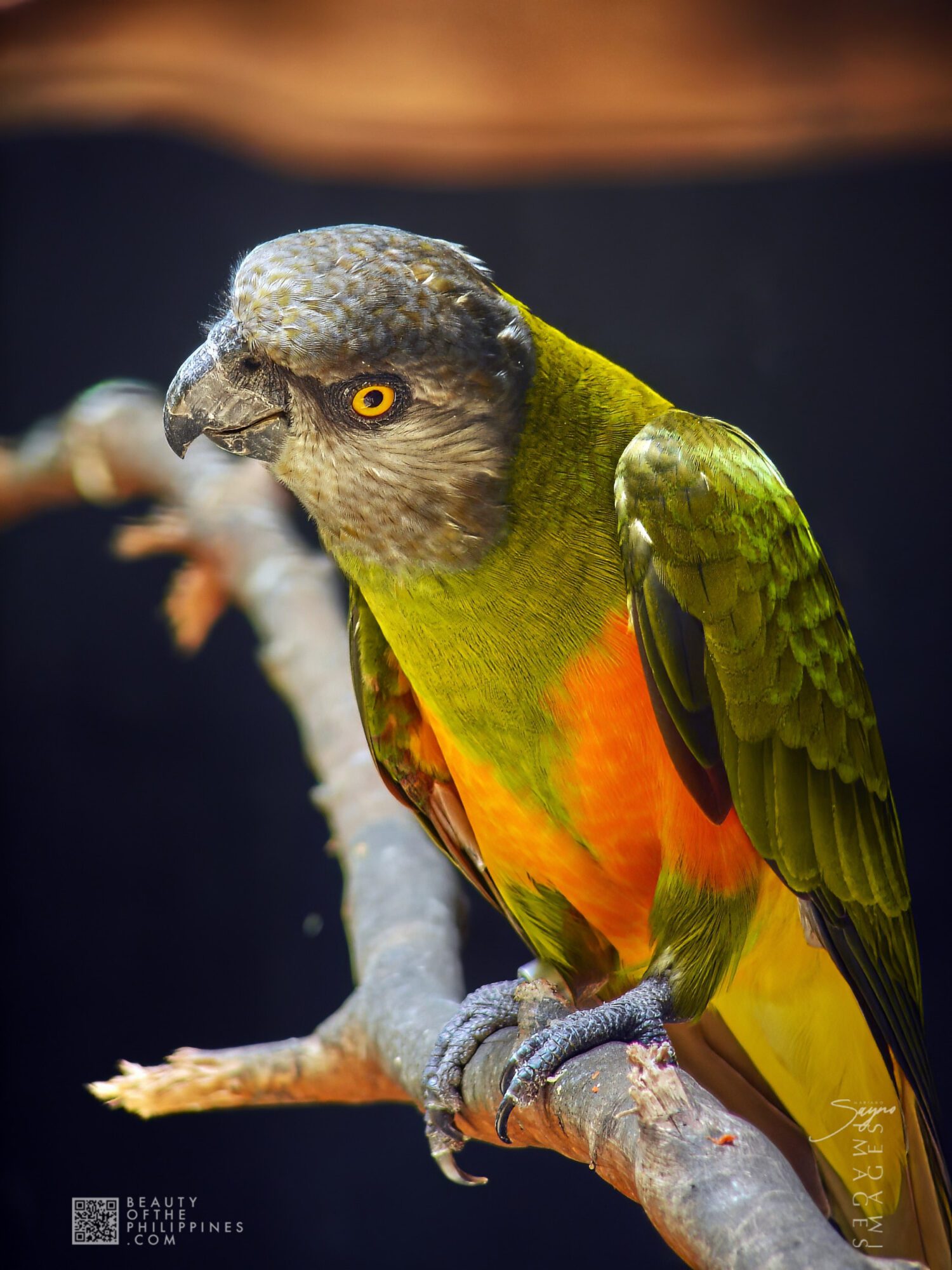 Avilon Zoo: A Wildlife Oasis in Rodriguez, Rizal | The Beauty of the ...