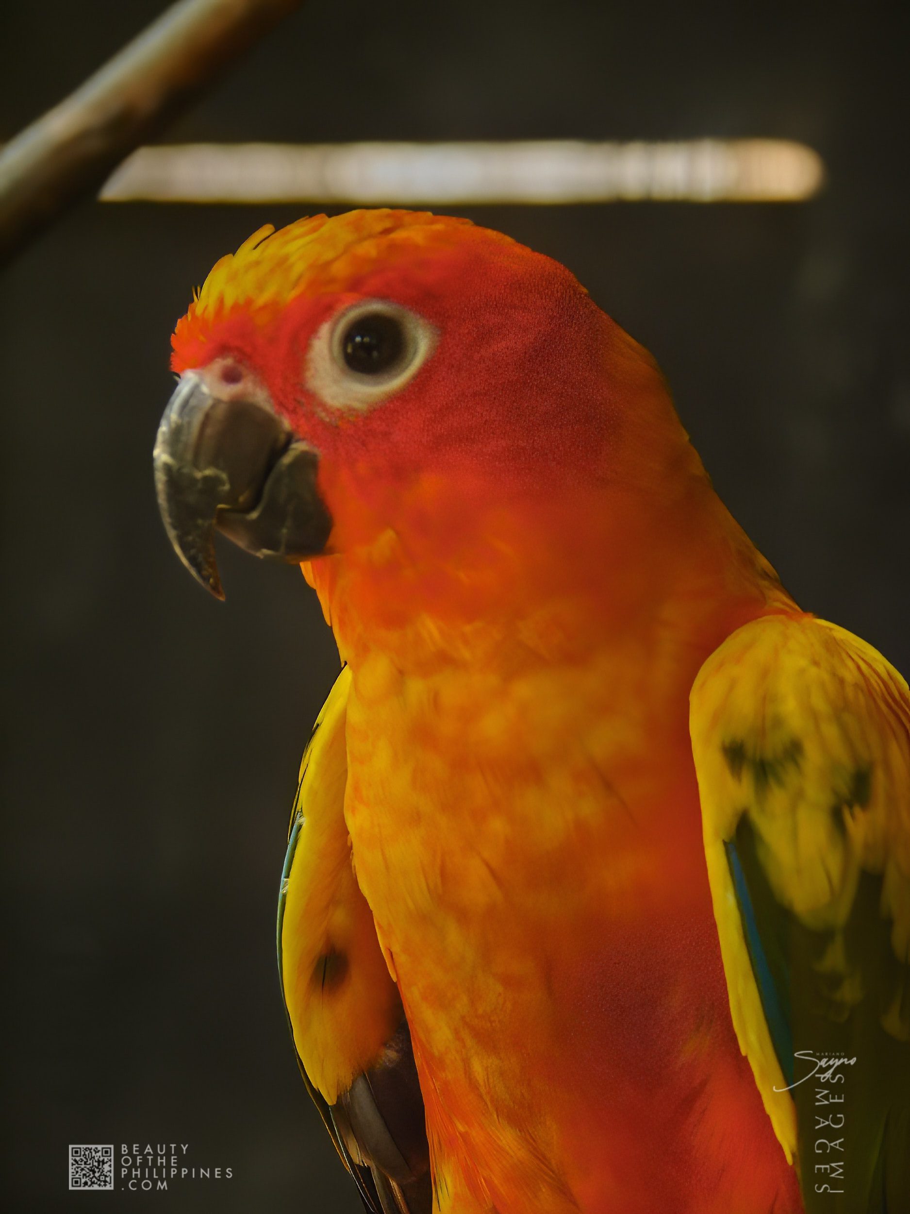 Avilon Zoo: A Wildlife Oasis in Rodriguez, Rizal | The Beauty of the ...