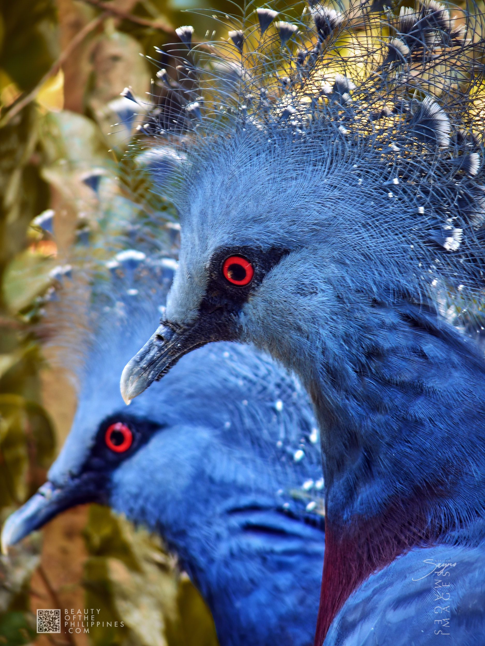 Avilon Zoo: A Wildlife Oasis in Rodriguez, Rizal | The Beauty of the ...