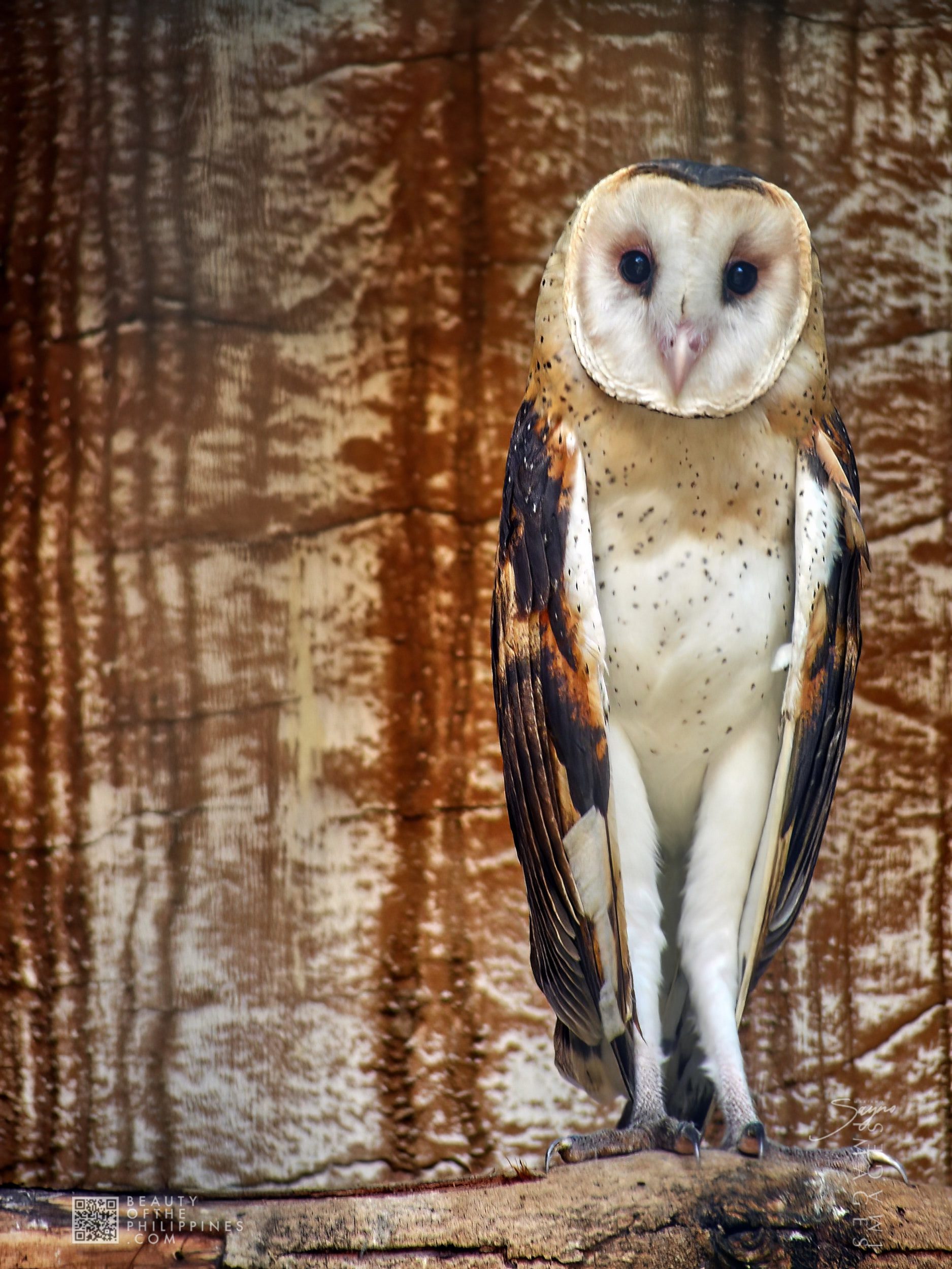 Avilon Zoo: A Wildlife Oasis in Rodriguez, Rizal | The Beauty of the ...