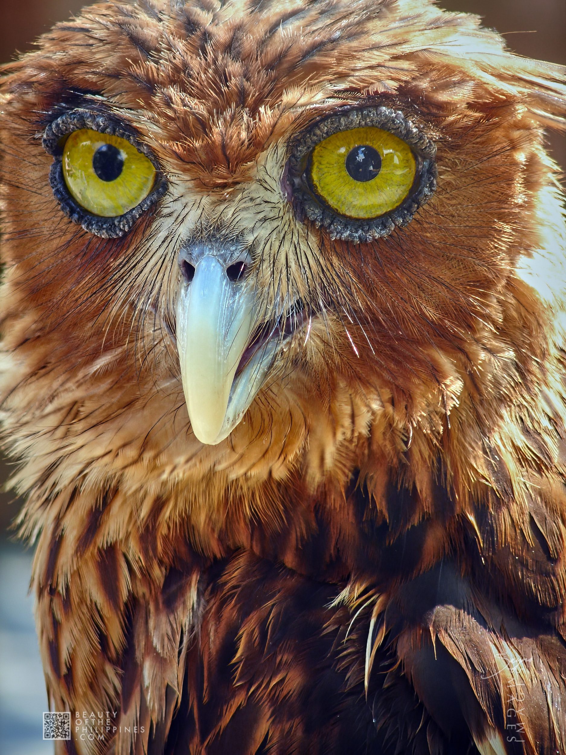 Avilon Zoo: A Wildlife Oasis in Rodriguez, Rizal | The Beauty of the ...