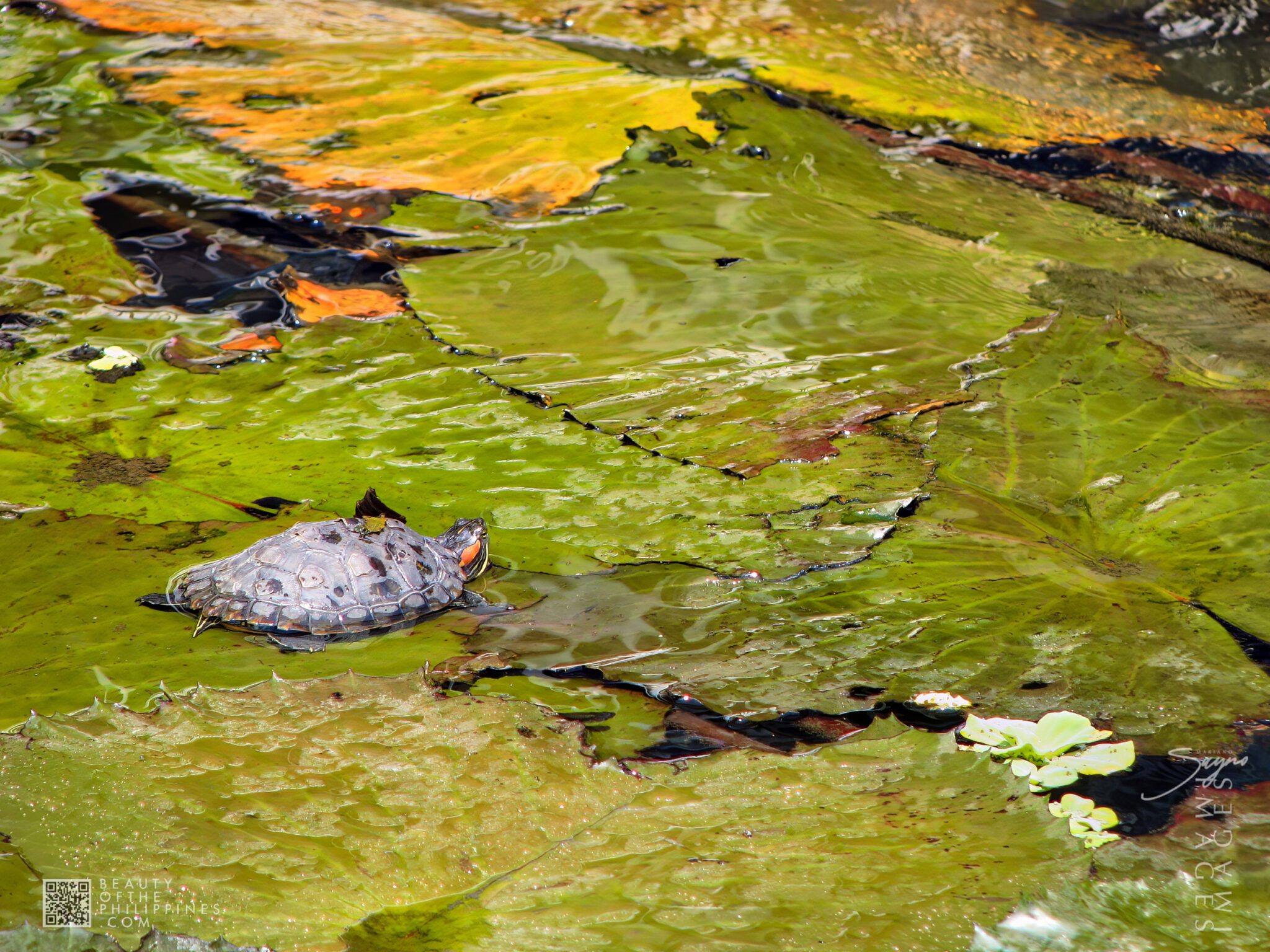 Avilon Zoo: A Wildlife Oasis in Rodriguez, Rizal | The Beauty of the ...