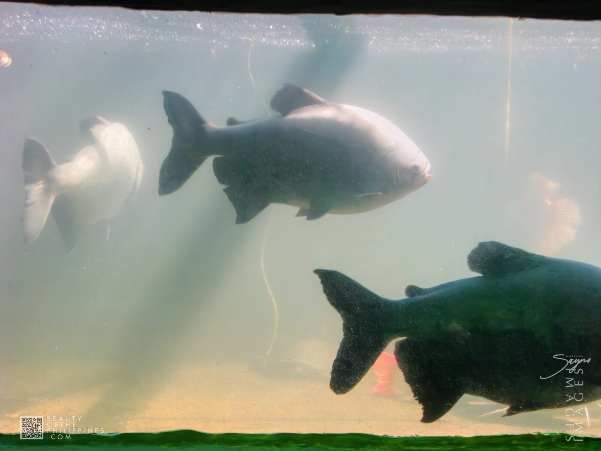 Avilon Zoo: A Wildlife Oasis in Rodriguez, Rizal | The Beauty of the ...