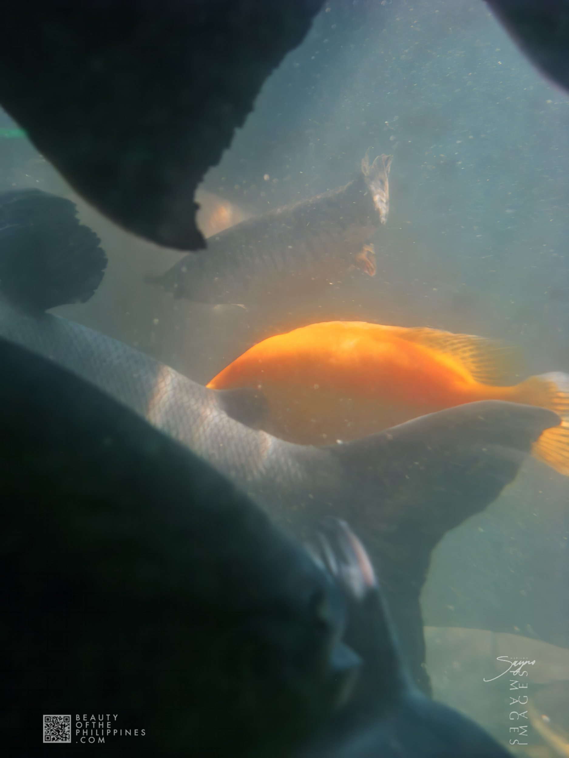 Avilon Zoo: A Wildlife Oasis in Rodriguez, Rizal | The Beauty of the ...