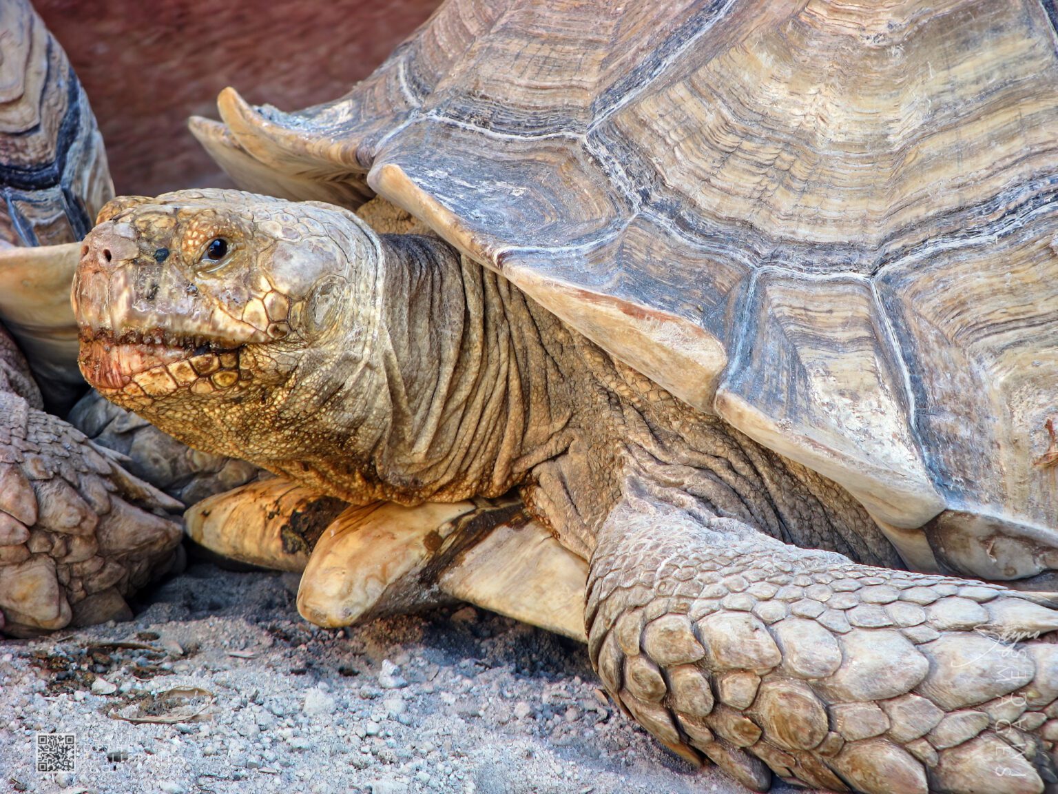 Avilon Zoo: A Wildlife Oasis in Rodriguez, Rizal | The Beauty of the ...