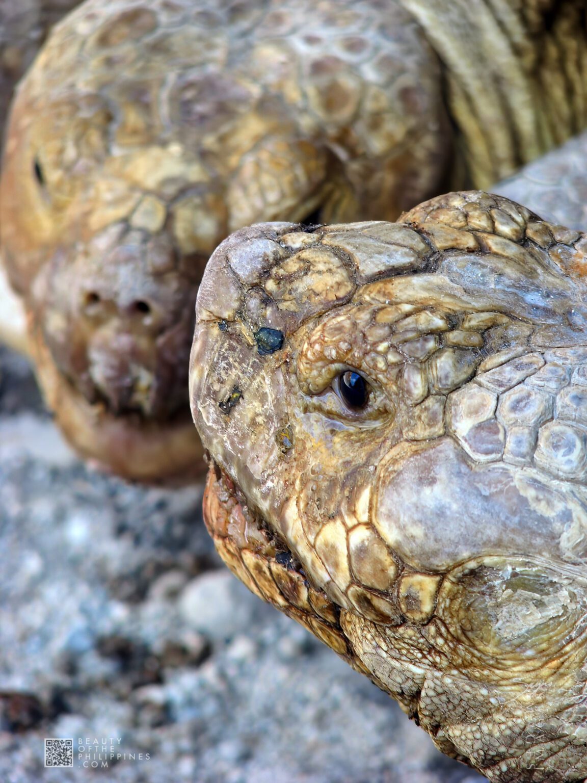 Avilon Zoo: A Wildlife Oasis in Rodriguez, Rizal | The Beauty of the ...