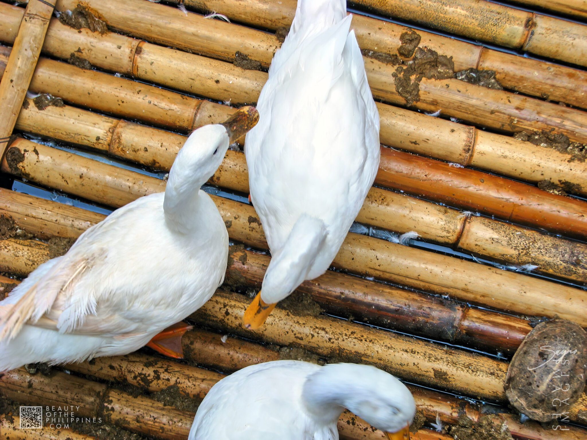 Avilon Zoo: A Wildlife Oasis in Rodriguez, Rizal | The Beauty of the ...