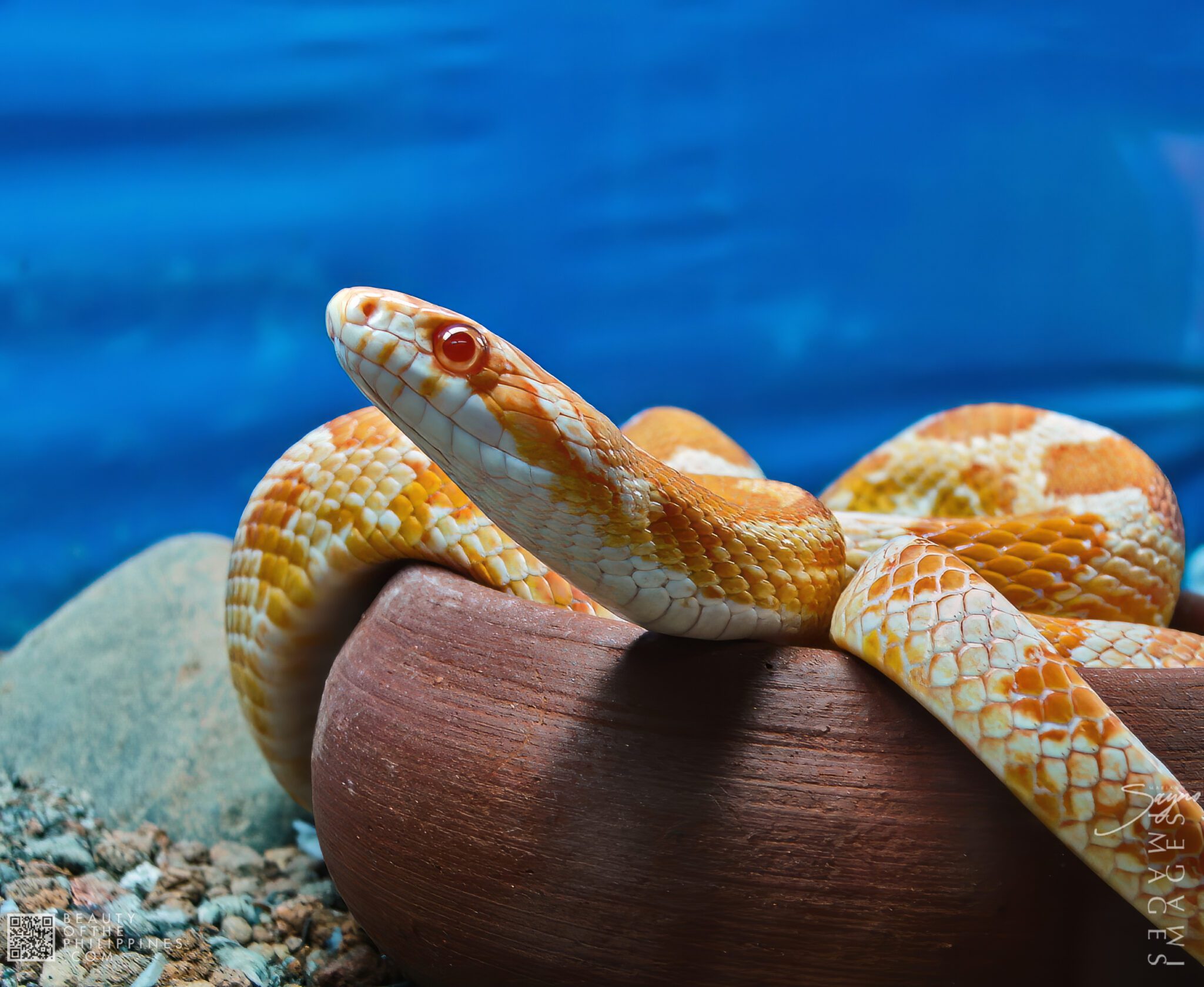 Zoobic Safari: A Wild Adventure in Subic Bay | The Beauty of the ...