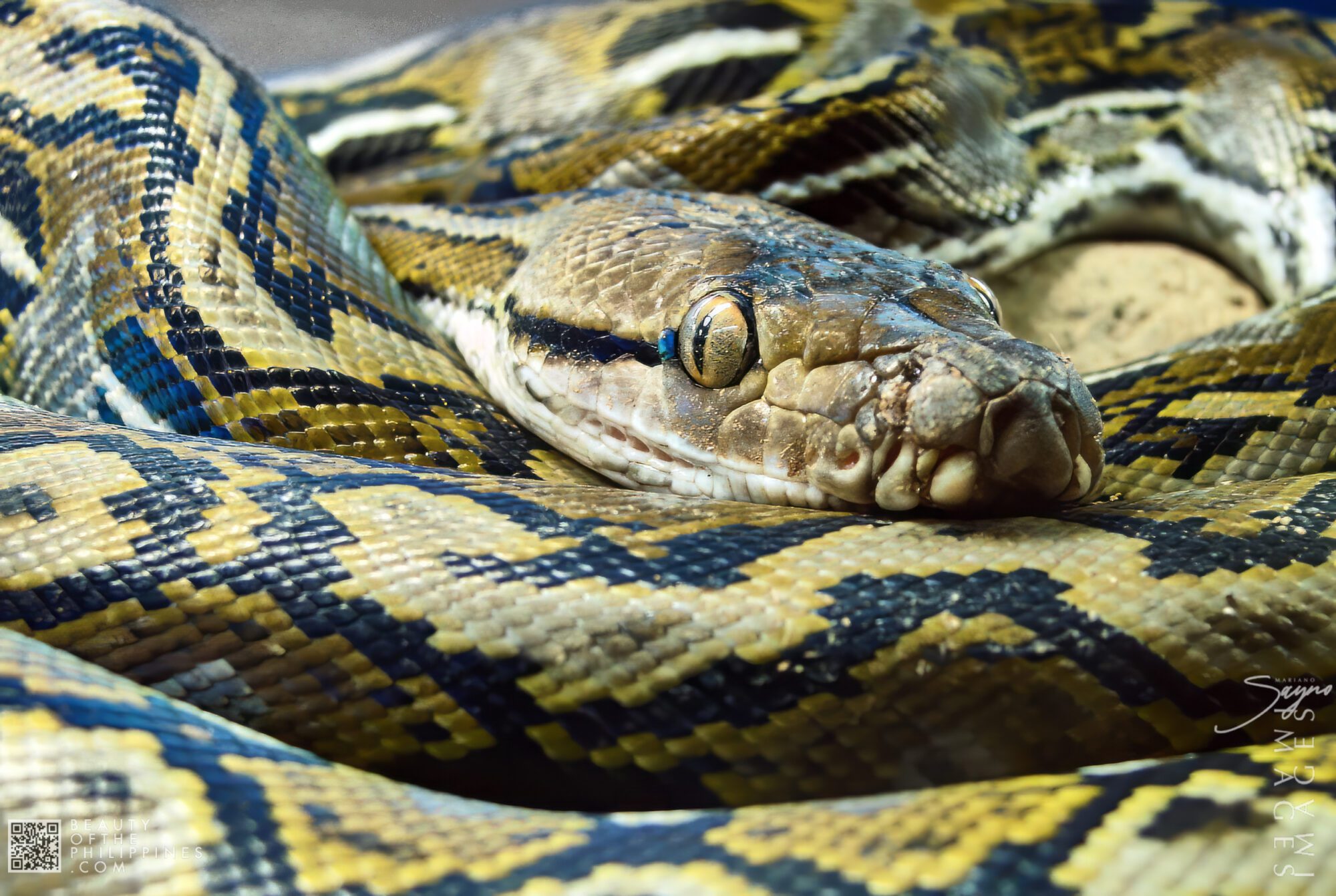 Zoobic Safari: A Wild Adventure in Subic Bay | The Beauty of the ...