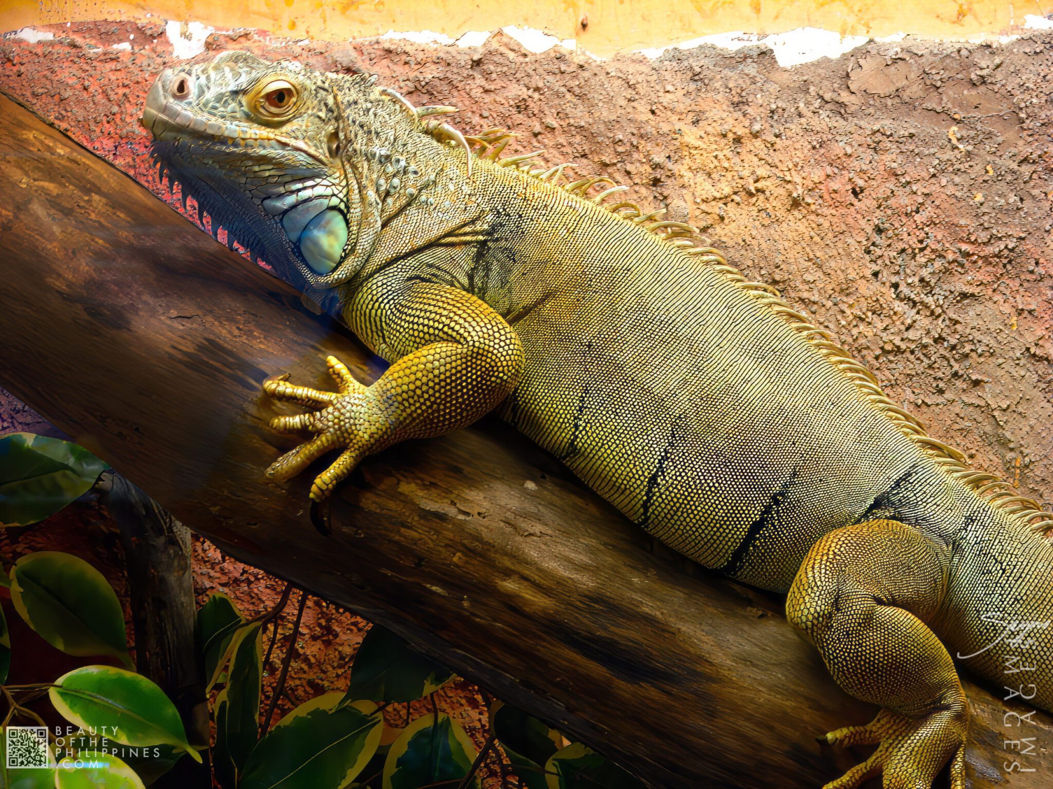 Zoobic Safari: A Wild Adventure in Subic Bay | The Beauty of the ...