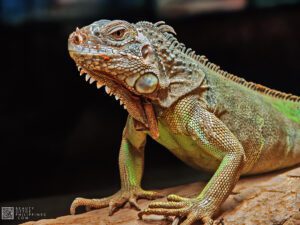 Zoobic Safari: A Wild Adventure in Subic Bay | The Beauty of the ...