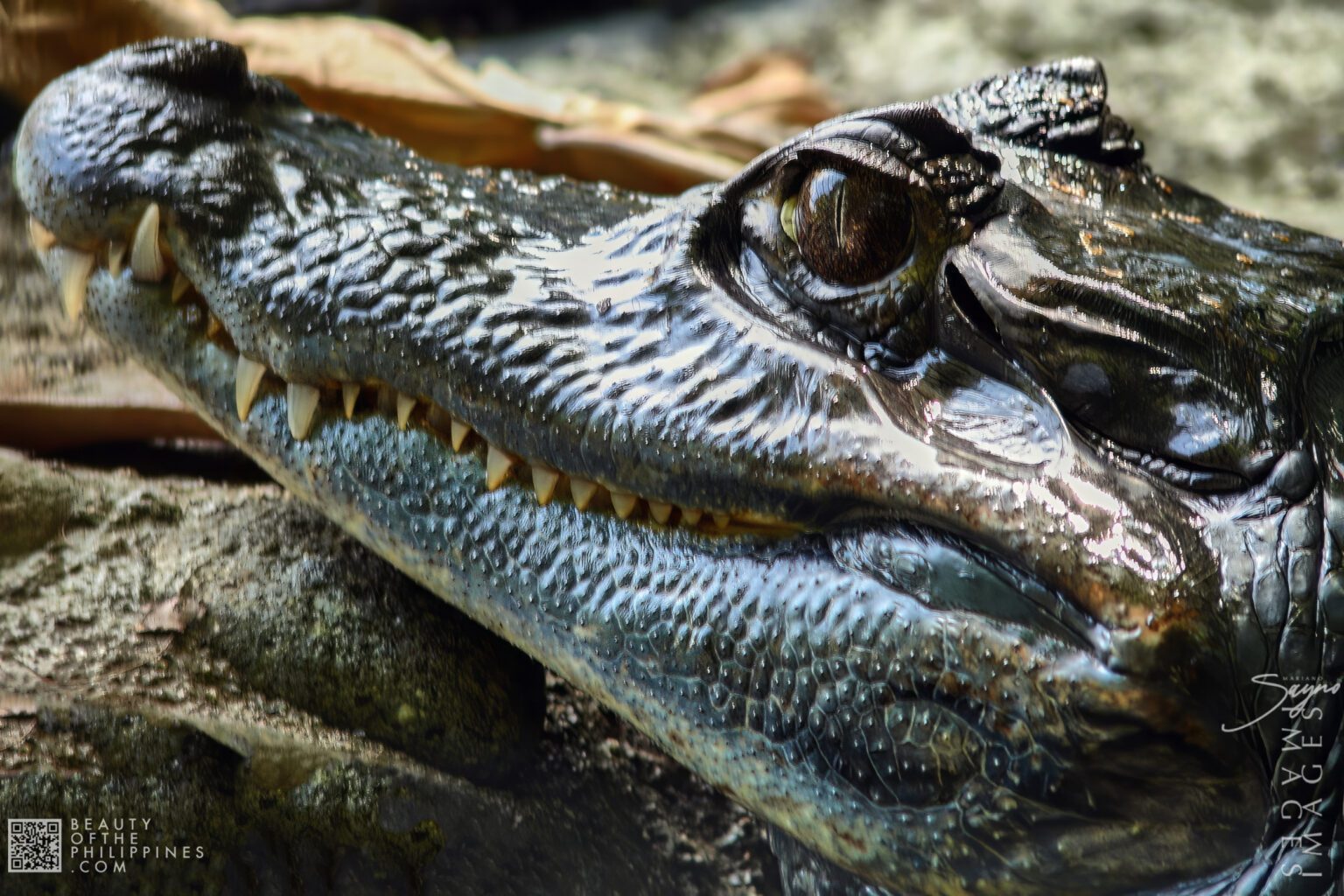 Zoobic Safari: A Wild Adventure in Subic Bay | The Beauty of the ...