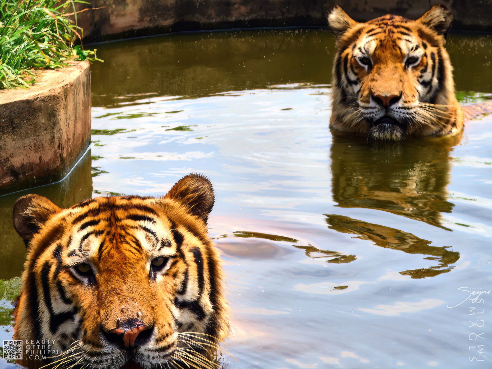 Zoobic Safari: A Wild Adventure in Subic Bay | The Beauty of the ...