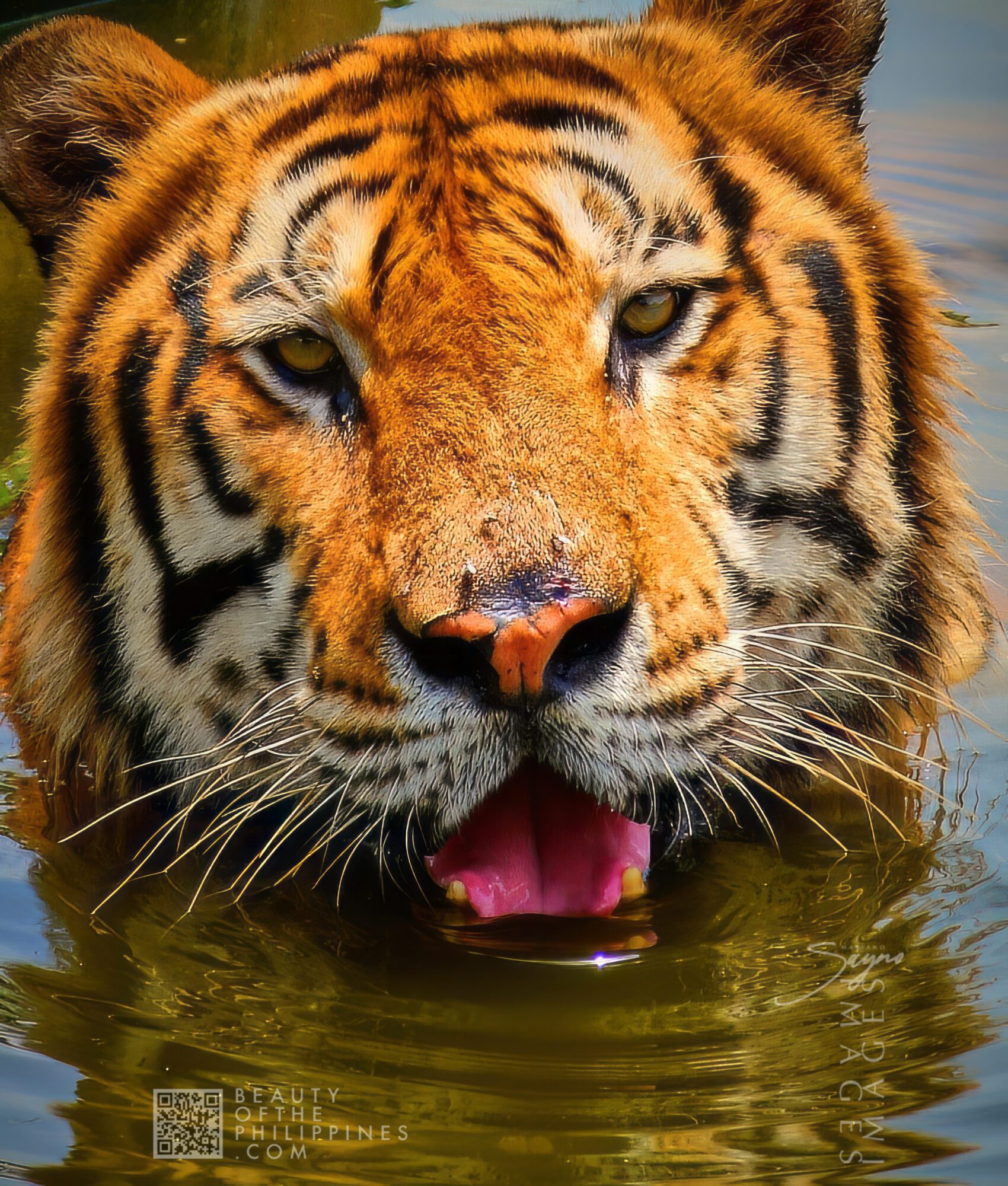 Zoobic Safari: A Wild Adventure in Subic Bay | The Beauty of the ...