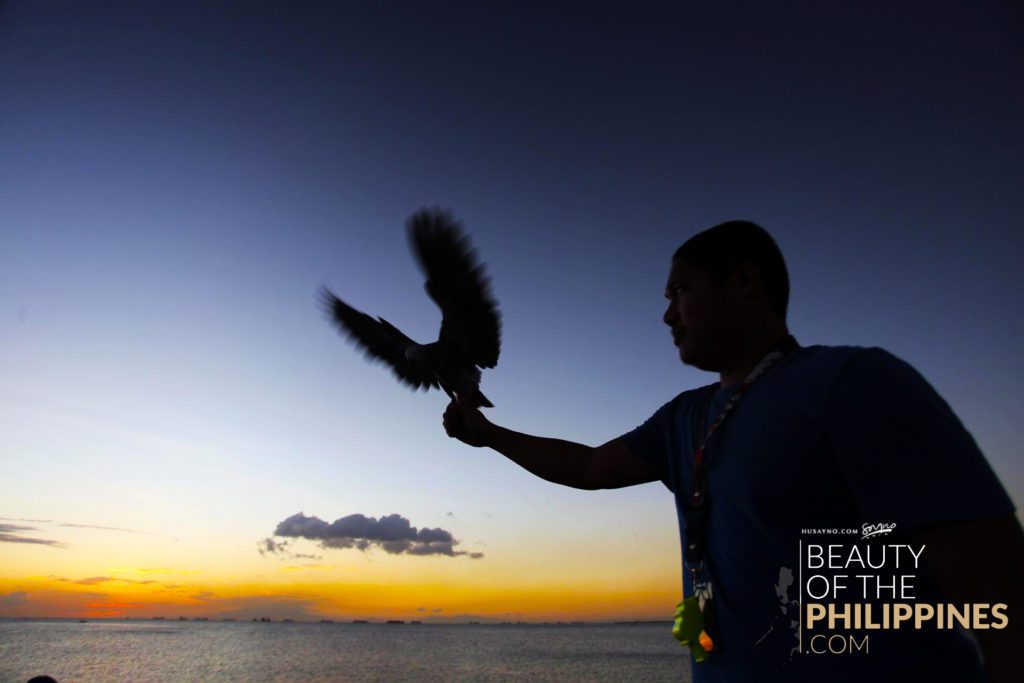 Manila Bay: A Resurgent Haven of Marine Life and Breathtaking Sunsets ...