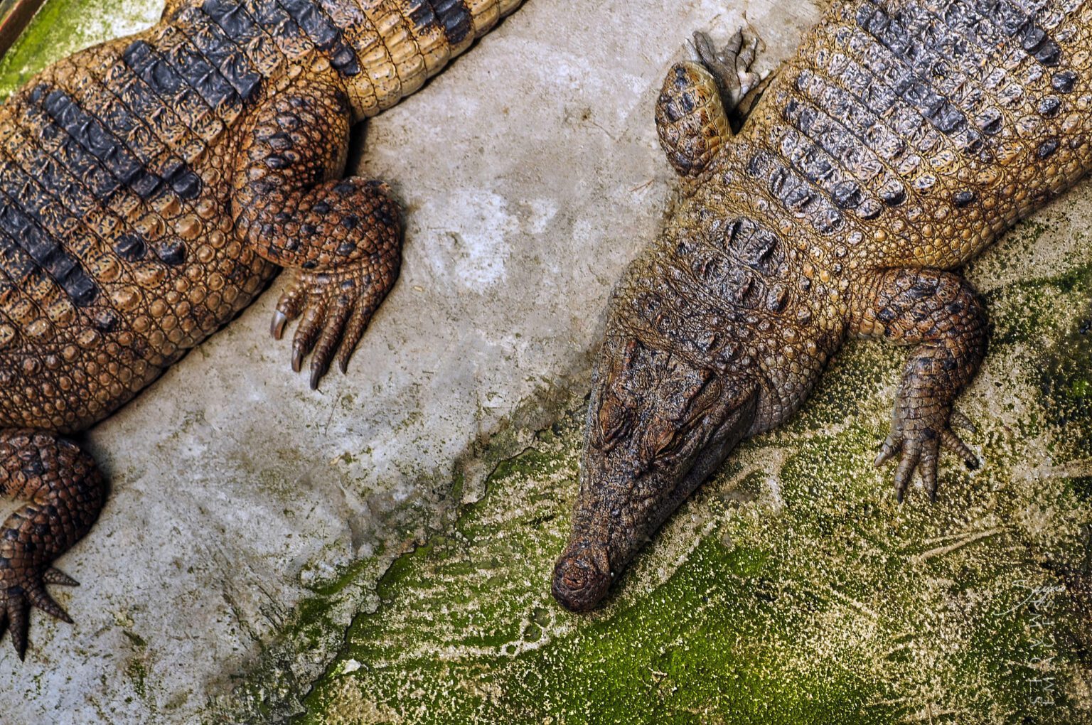 Manila Ocean Park: Exploring A Captivating Journey into Aquatic Wonders ...