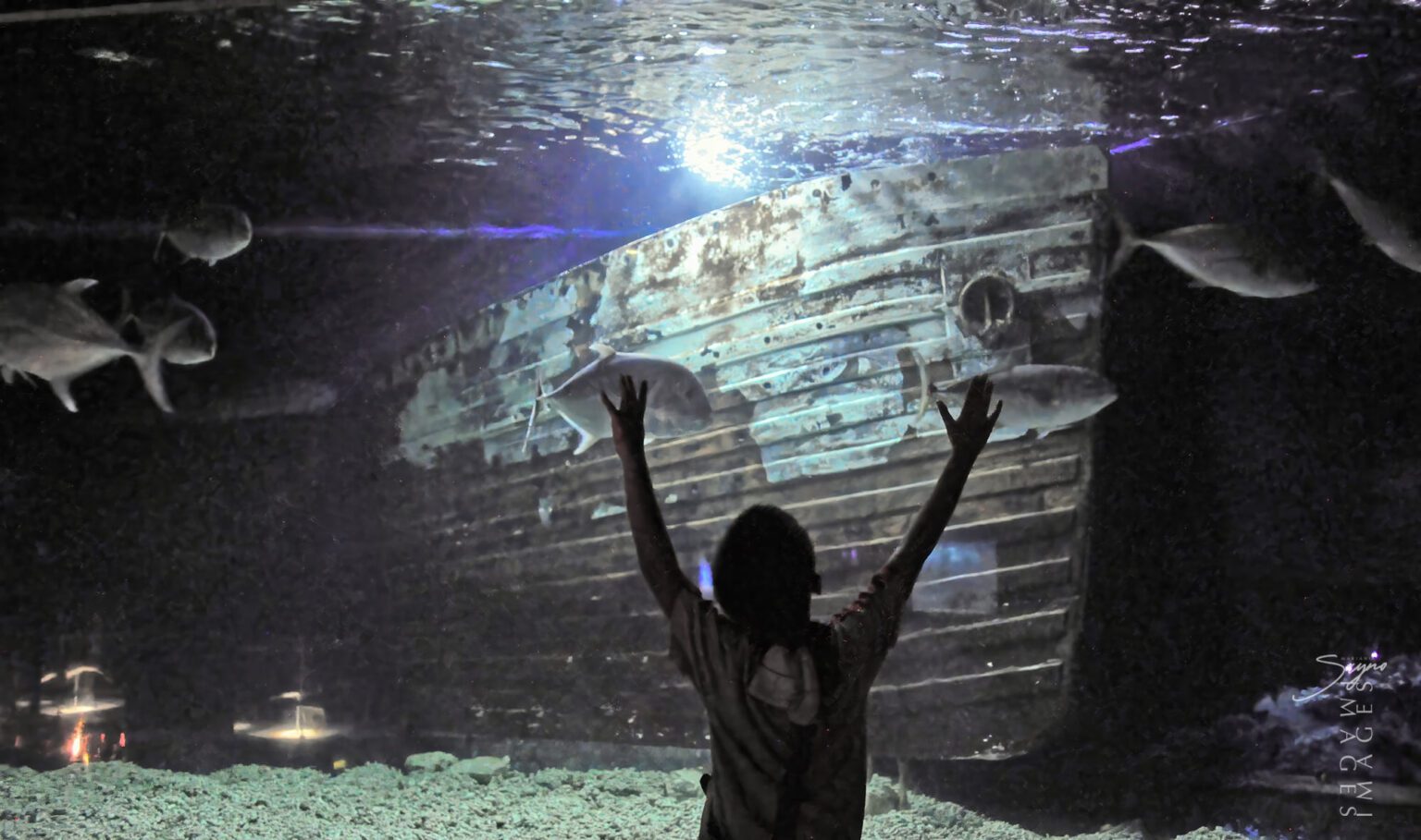 Manila Ocean Park: Exploring A Captivating Journey into Aquatic Wonders ...