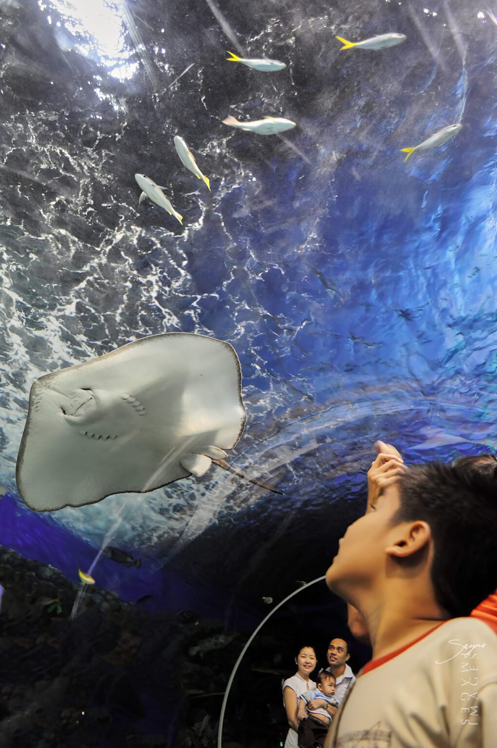 Manila Ocean Park: The Marine Wonderland of Manila Bay | The Beauty of ...