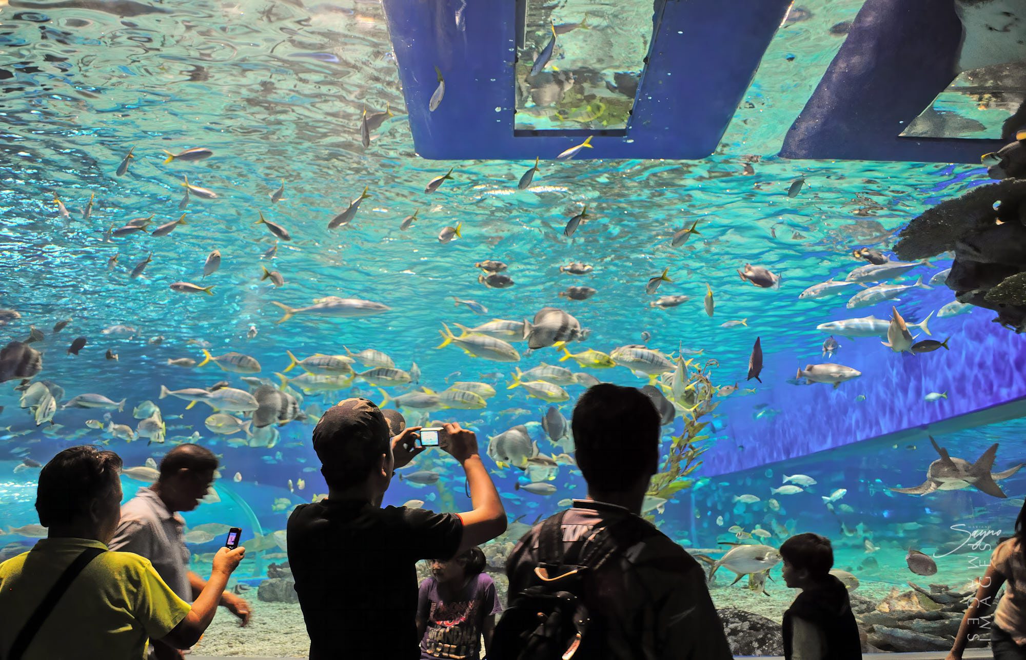 Manila Ocean Park: Exploring A Captivating Journey into Aquatic Wonders ...