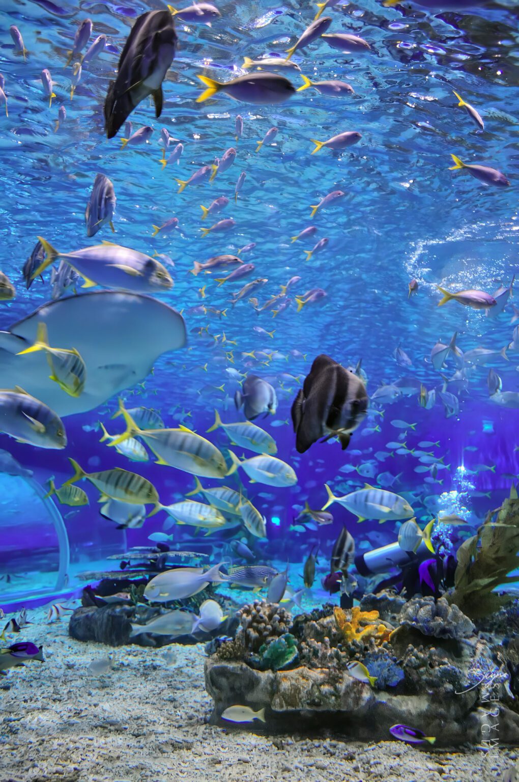 Manila Ocean Park: Exploring A Captivating Journey into Aquatic Wonders ...