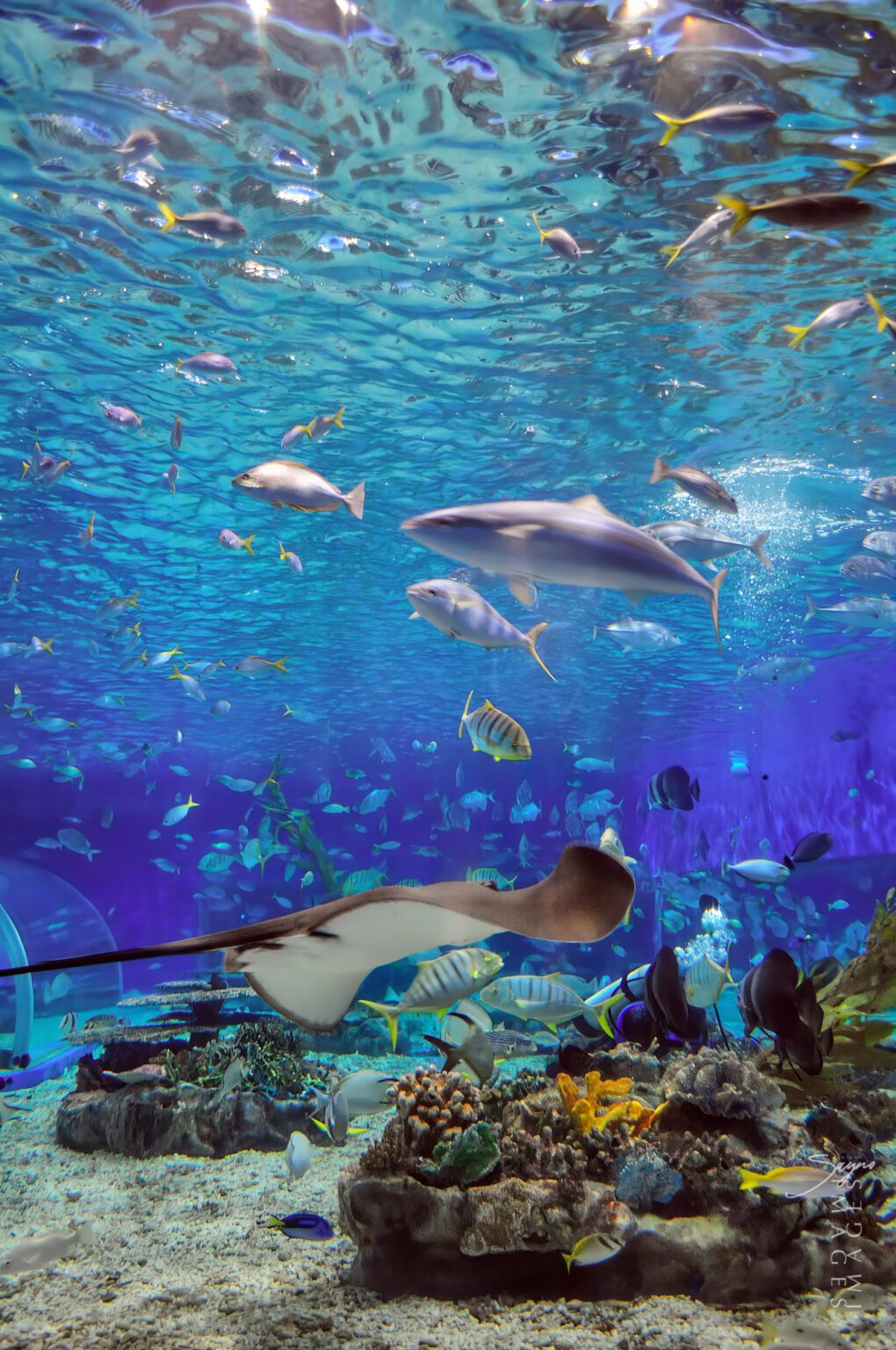 Manila Ocean Park: Exploring A Captivating Journey into Aquatic Wonders ...
