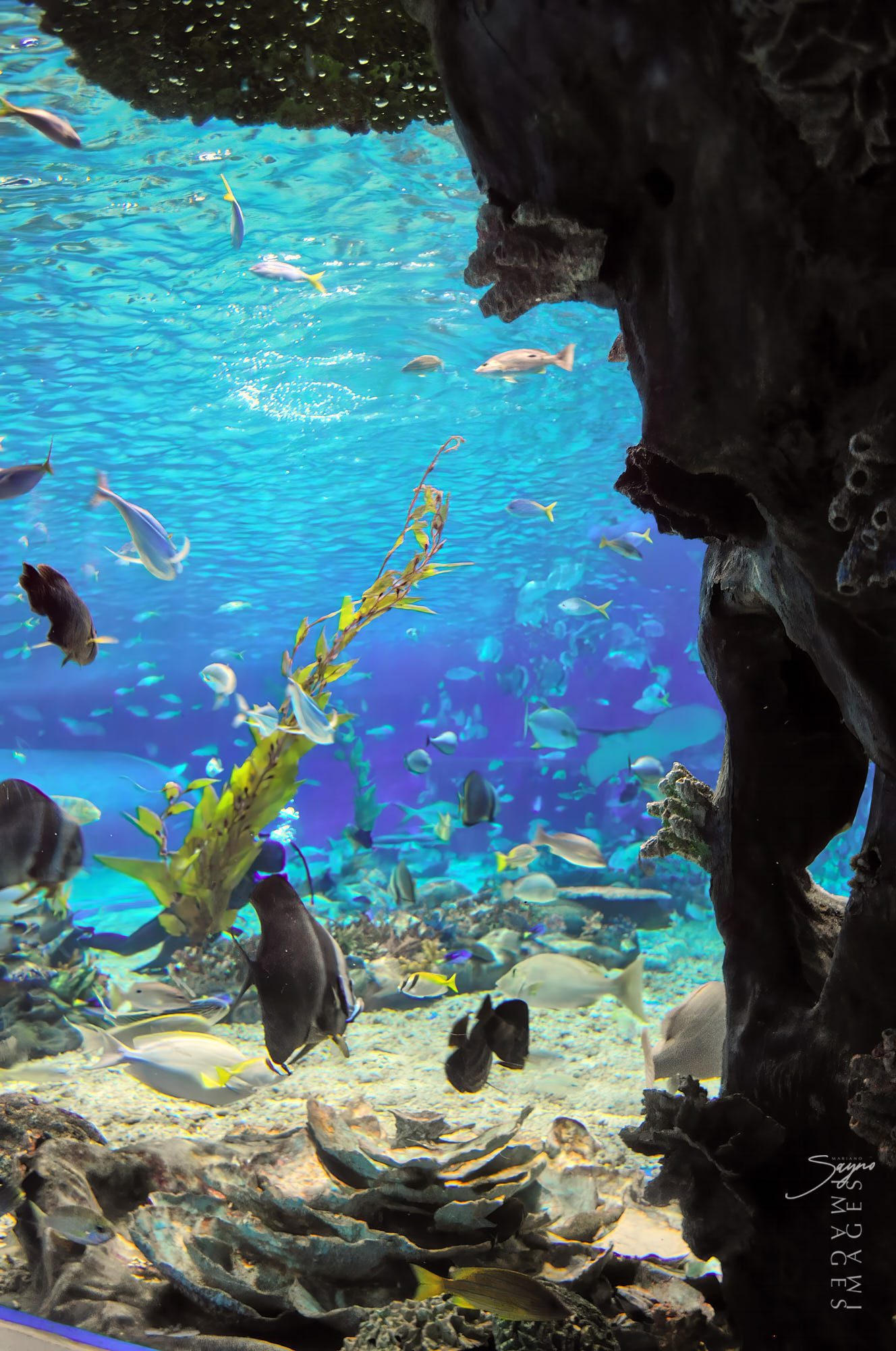 Manila Ocean Park: Exploring A Captivating Journey into Aquatic Wonders ...