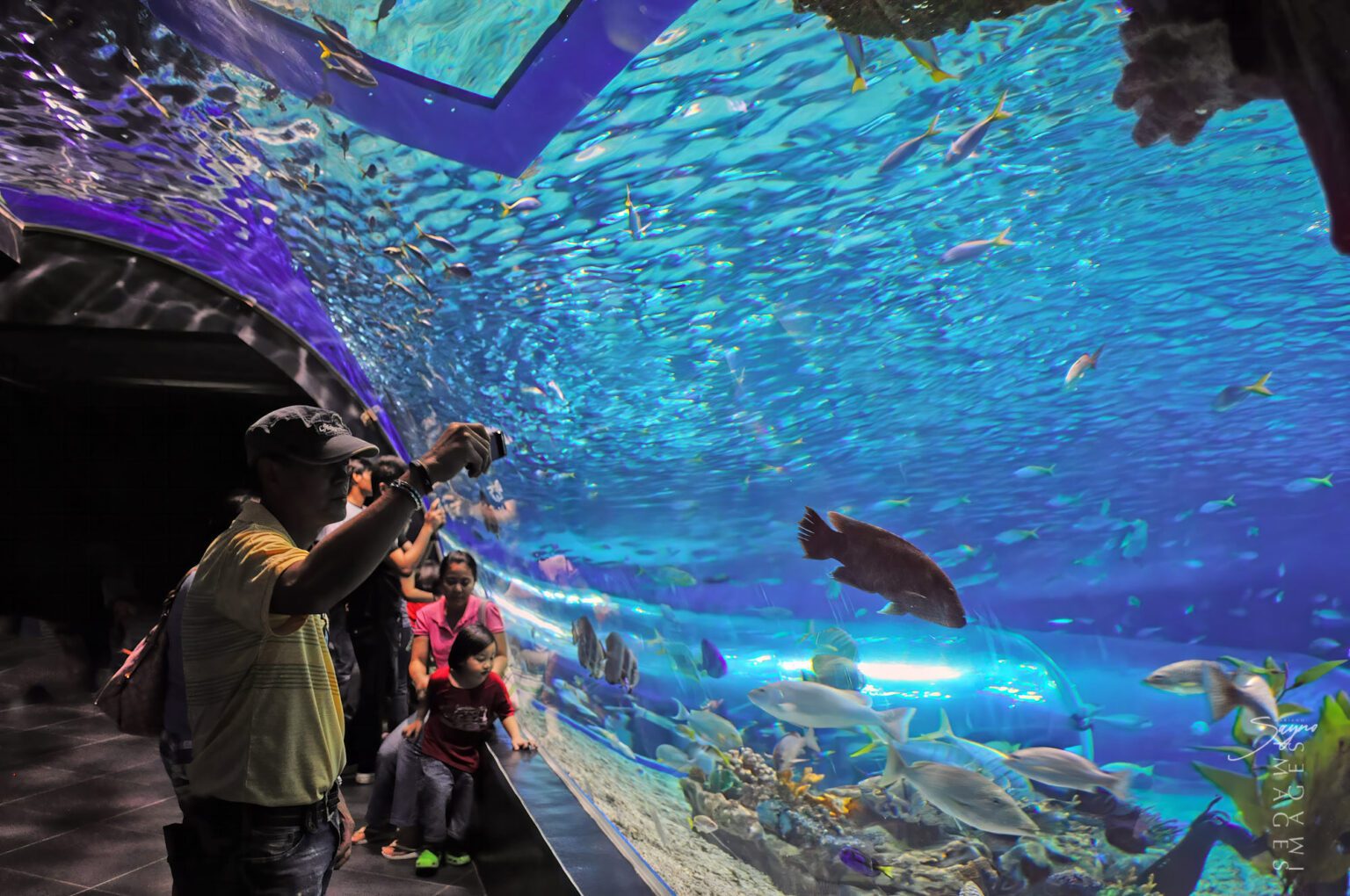 Manila Ocean Park: Exploring A Captivating Journey into Aquatic Wonders ...