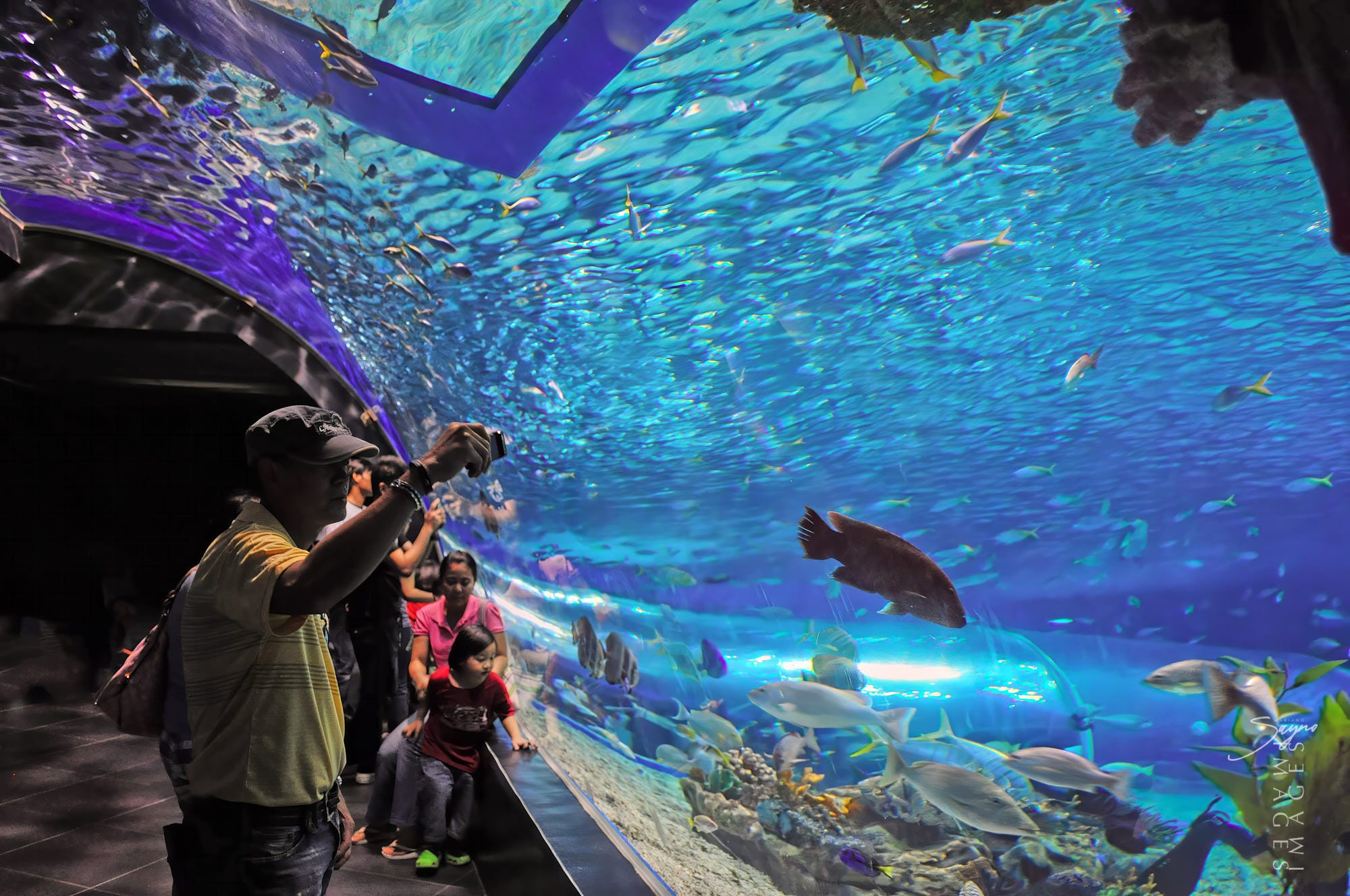 Manila Ocean Park: Exploring A Captivating Journey into Aquatic Wonders ...