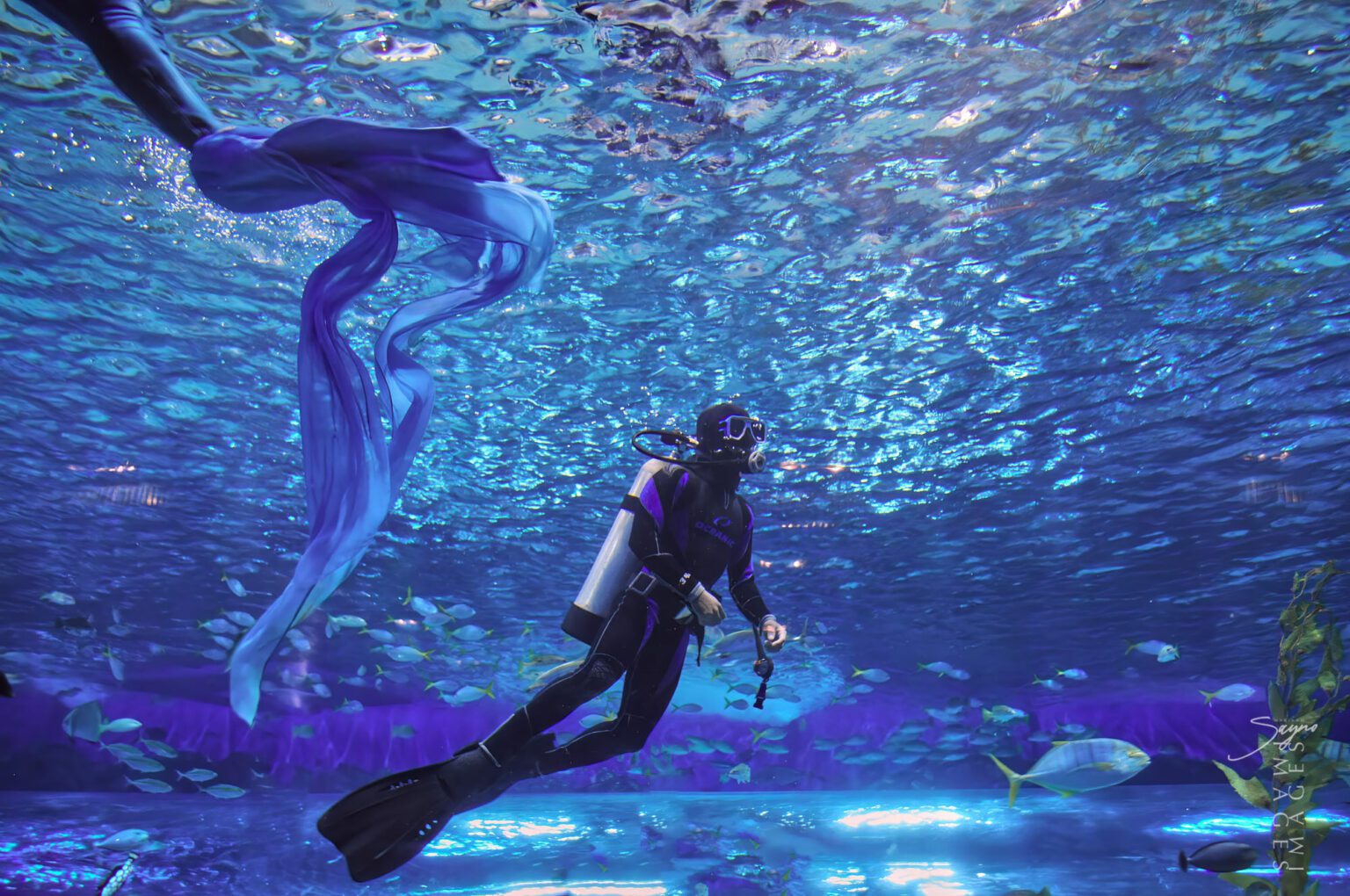 Manila Ocean Park: Exploring A Captivating Journey into Aquatic Wonders ...