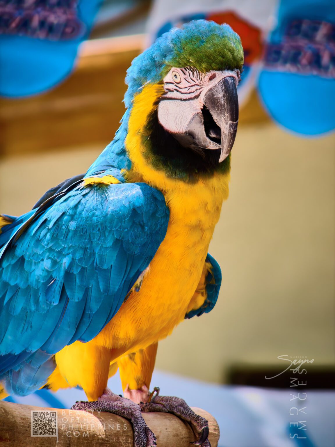 Manila Zoo: Exploring Nature's Rich Diversity and Conservation Efforts ...