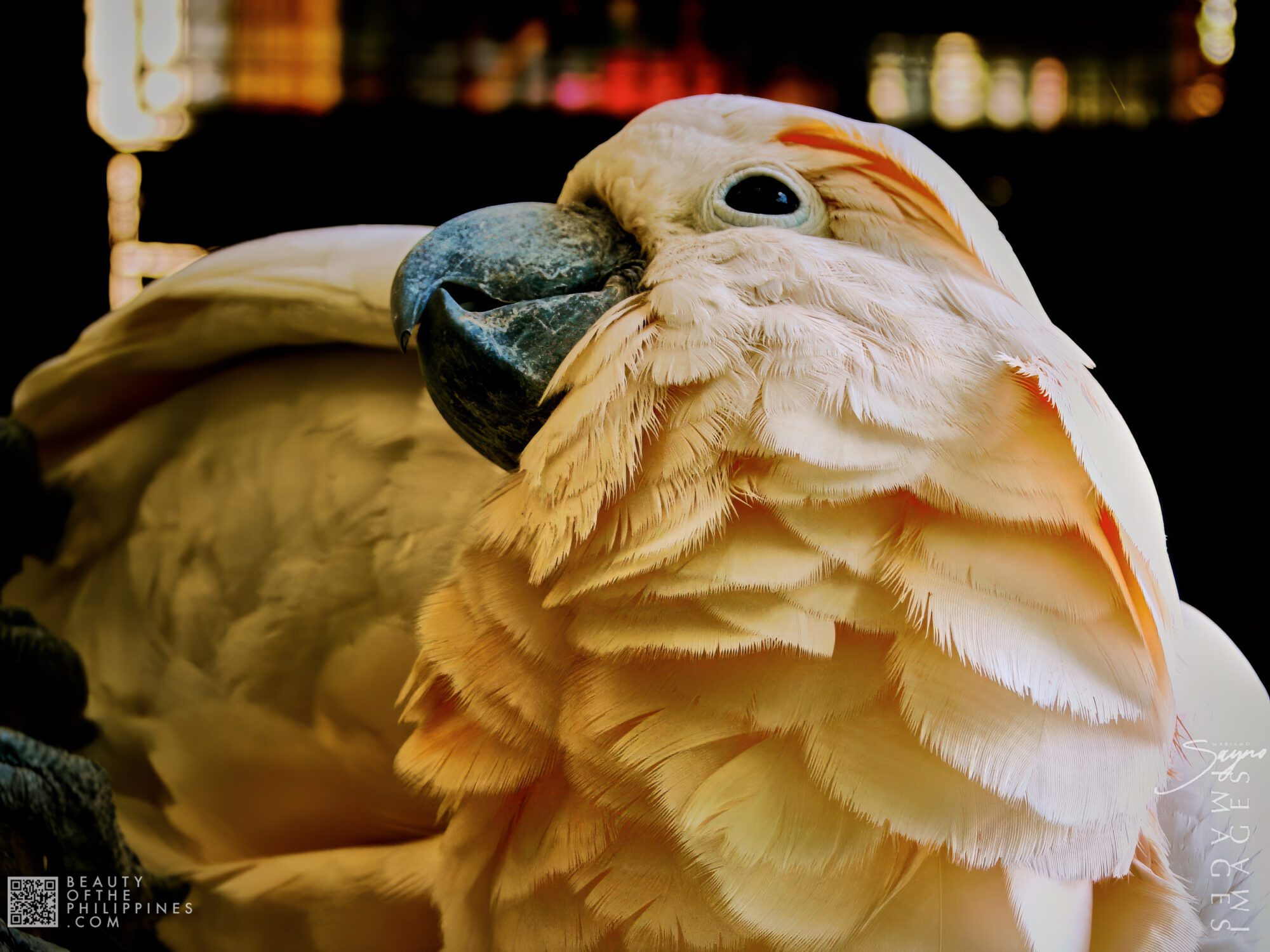 Manila Zoo: Exploring Nature's Rich Diversity and Conservation Efforts ...