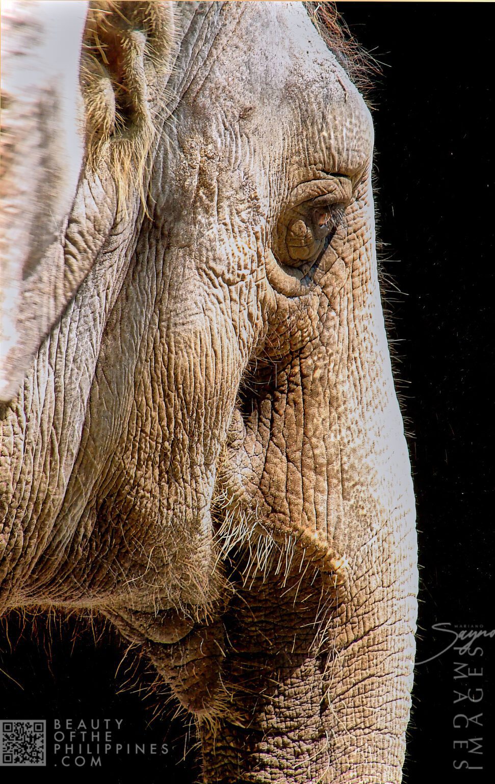 Manila Zoo: An Urban Wildlife and Botanical Escape | The Beauty of the ...