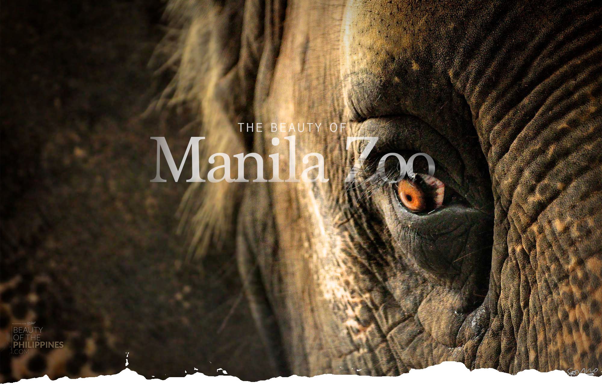 Manila Zoo | The Beauty of the Philippines