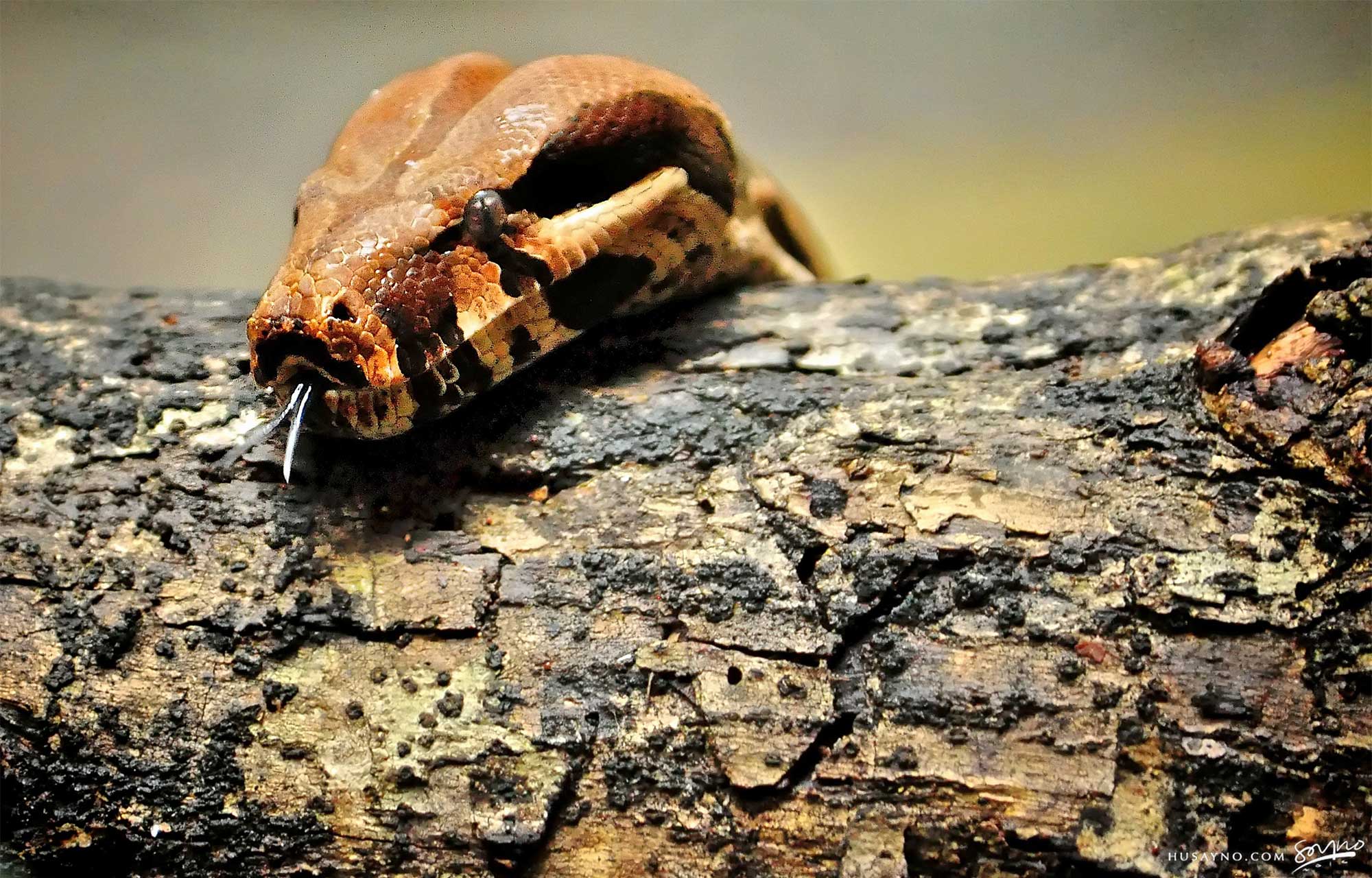 Manila Zoo: Exploring Nature's Rich Diversity and Conservation Efforts ...