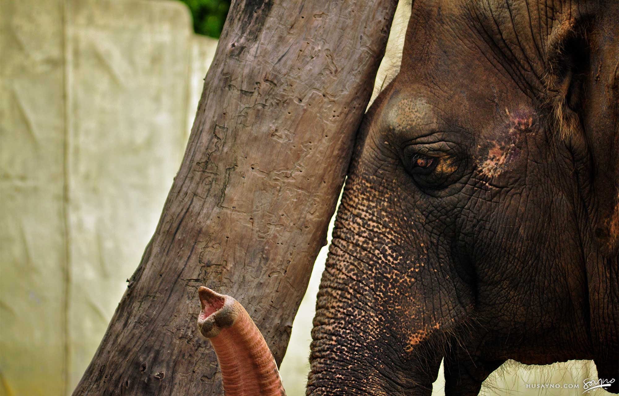 Manila Zoo: Exploring Nature's Rich Diversity and Conservation Efforts ...