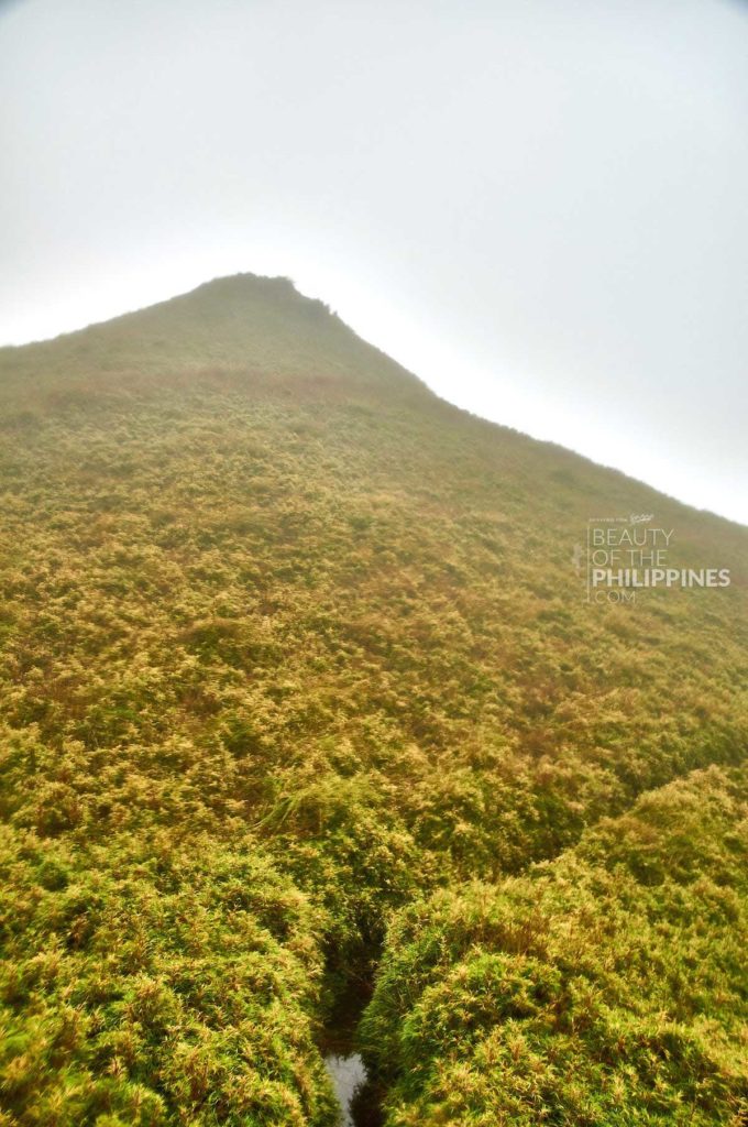 Mount Pulag: Exploring Luzon’s Highest Peak and Natural Wonders | The ...