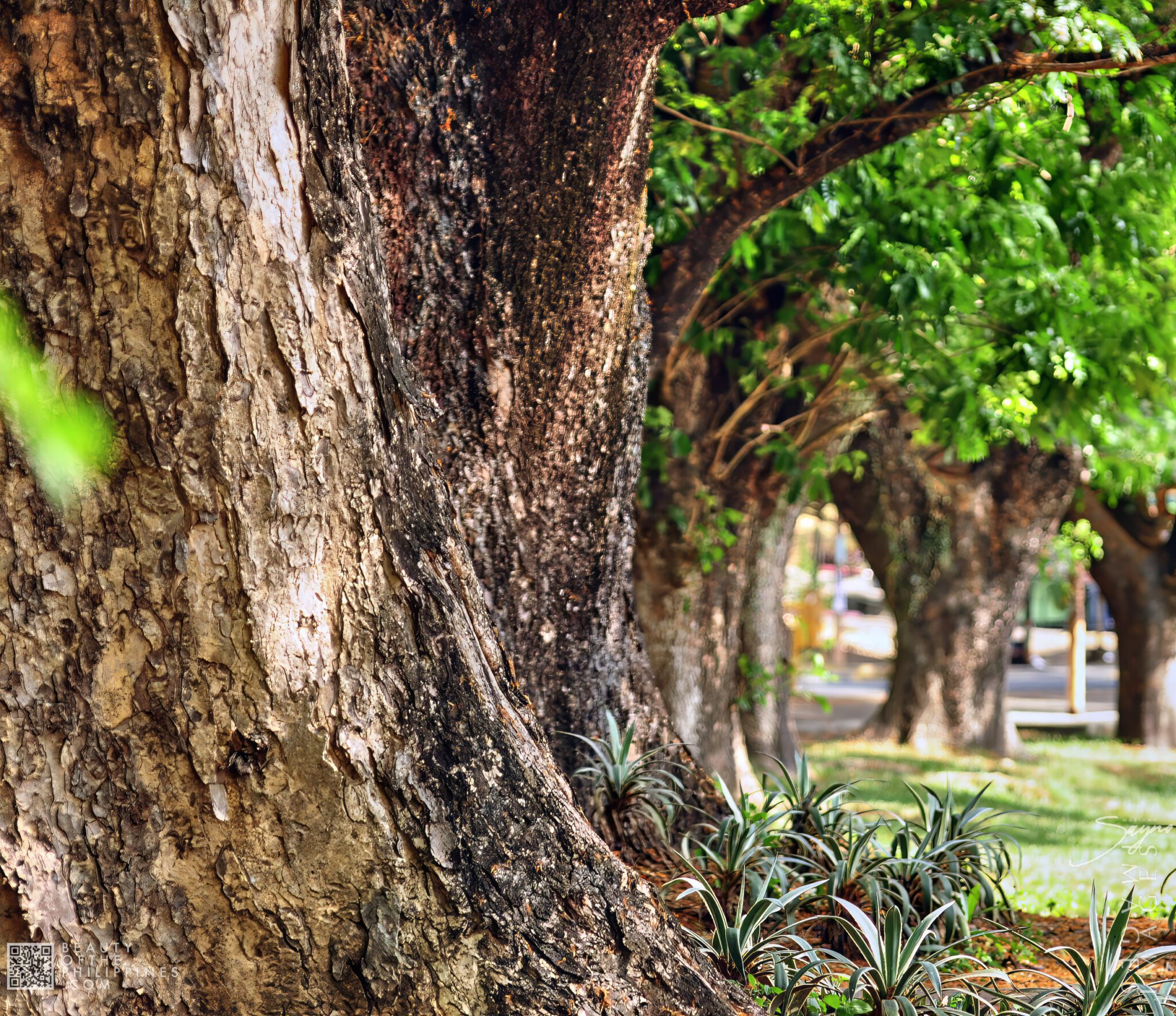 UP Diliman: A Cultural and Historical Gem | The Beauty of the ...