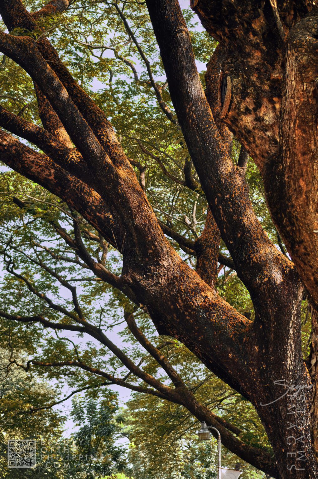 UP Diliman: A Campus of History and Culture | The Beauty of the ...