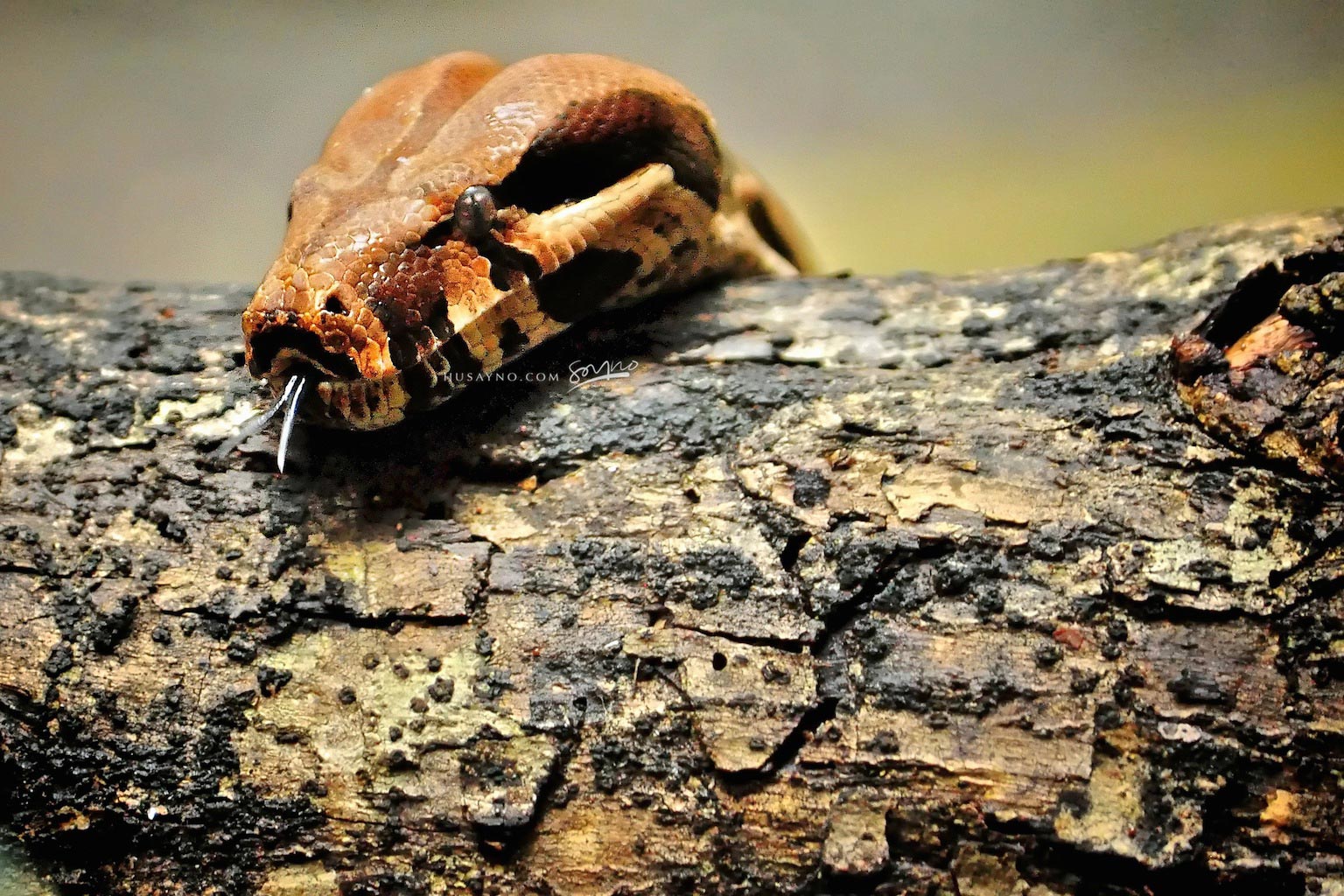 Manila Zoo | The Beauty of the Philippines