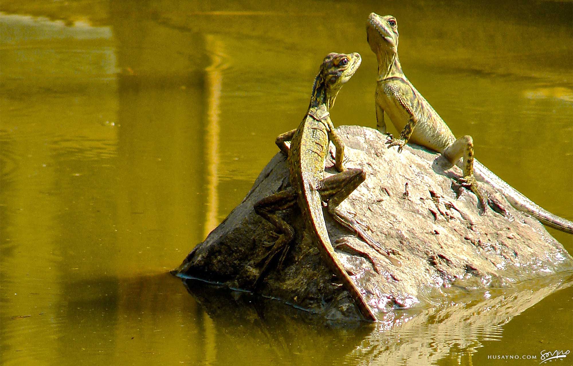 Avilon Zoo: A Wildlife Oasis in Rodriguez, Rizal | The Beauty of the ...