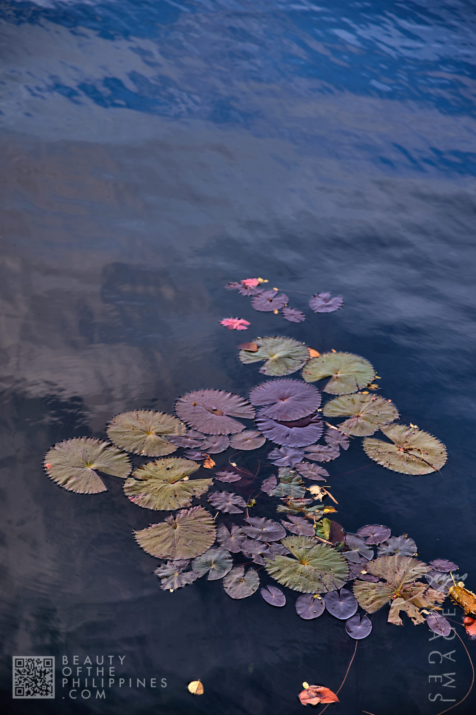 Laguna Lake: The Philippines' Largest Lake | The Beauty of the ...