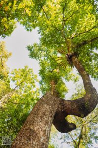 Quezon Zigzag Road: The Wild Ride Through Bitukang Manok | The Beauty ...